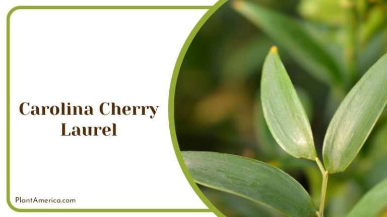 6 Types of Laurel Trees To Create Your Dream Landscape - Plant America