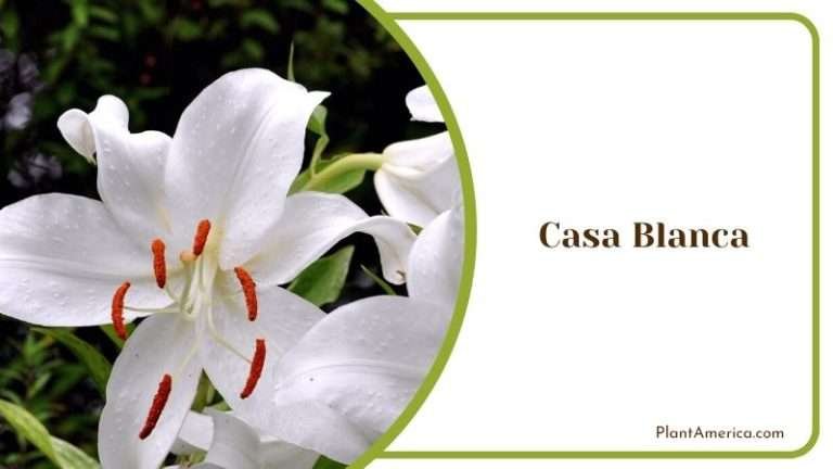 19 Morning Lilies: The Best Types of Lilies that Love the Sun - Plant ...