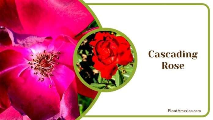 20 Cascading Plants: Decorate Your Surrounding Landscape - Plant America