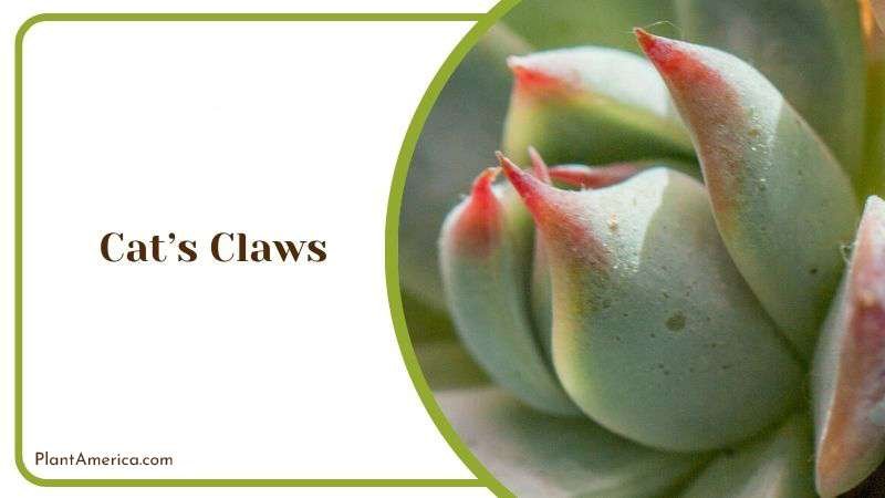11 Succulents That Look Like Roses: Garden Beautification - Plant America