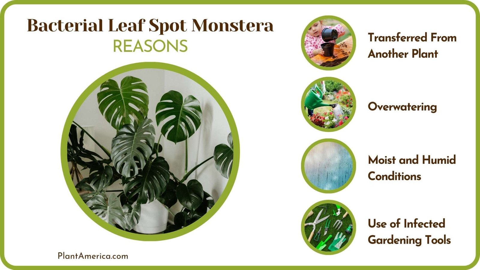 Bacterial Leaf Spot Monstera Save Your Plant Before It S Too Late