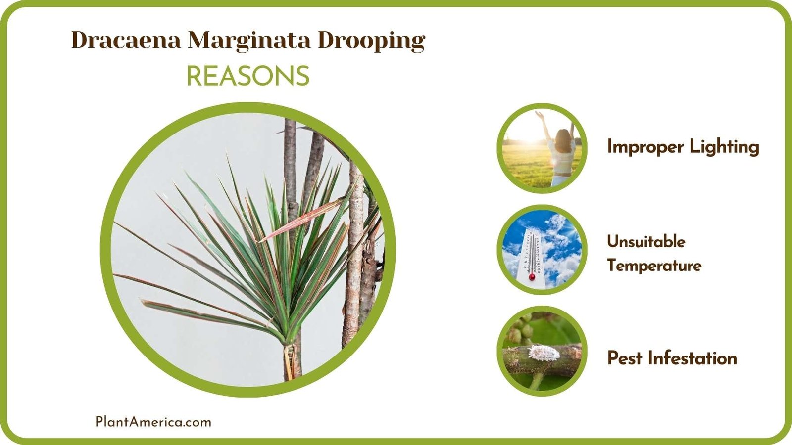 Dracaena Marginata Drooping: Reasons and Helpful Remedies - Plant America