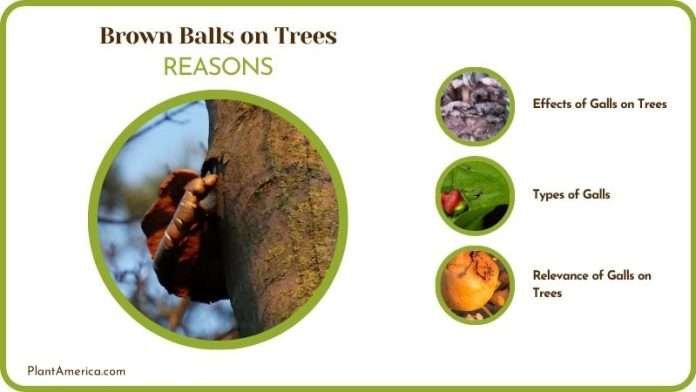 Brown Balls on Trees: Everything You Need to Know - Plant America