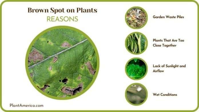 Brown Spot on Plants: The Right Reasons and Key Fixes - Plant America