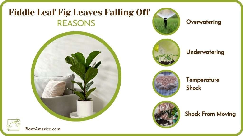 Fiddle Leaf Fig Leaves Falling Off: Common Causes and Treatment - Plant ...