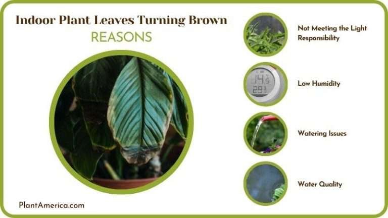 Indoor Plant Leaves Turning Brown: Causes and Easy Solutions - Plant ...