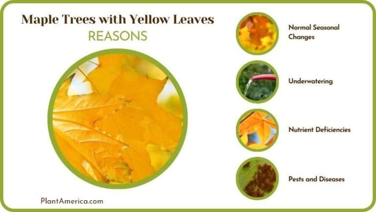 Maple Trees with Yellow Leaves: 4 Causes and 4 Simple Fixes - Plant America