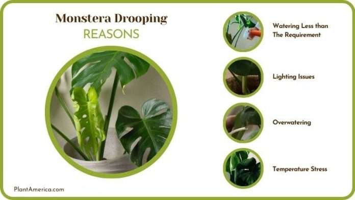 Monstera Drooping: The Reason and Right Solution to Fix - Plant America