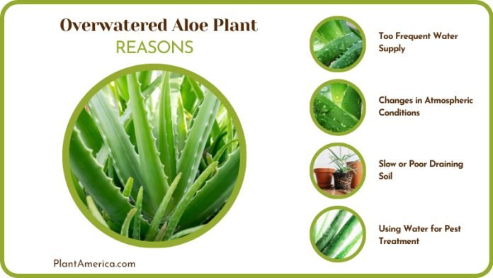 Overwatered Aloe Plant: Easy Steps to Reverse Waterlogged Conditions ...