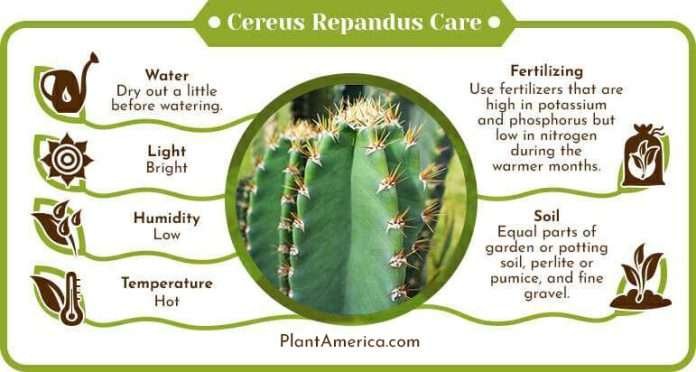 Cereus Repandus Care Guide For The Peruvian Apple Cactus Plant America