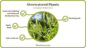 Overwatered Plant Vs. Underwatered Plants: Their Difference - Plant America