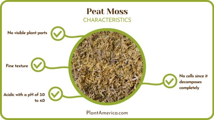Sphagnum Moss Vs. Peat Moss: Learn About Their Qualities - Plant America