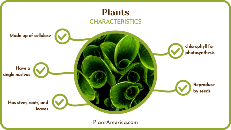 What Is the Difference Between Plants and Fungi: Comparison - Plant America