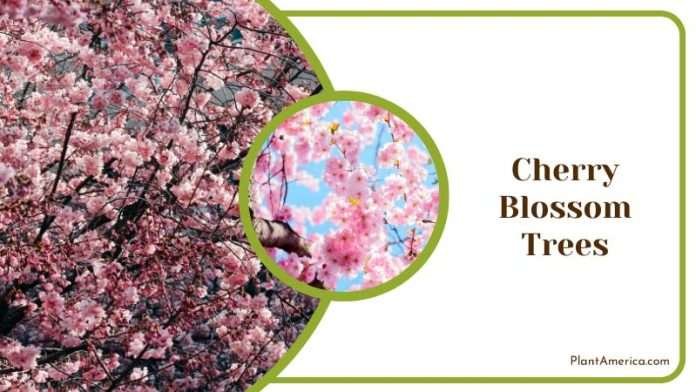18 Pink Flowering Trees in Texas to Beautify Your Yard - Plant America