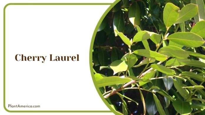 6 Types of Laurel Trees To Create Your Dream Landscape - Plant America
