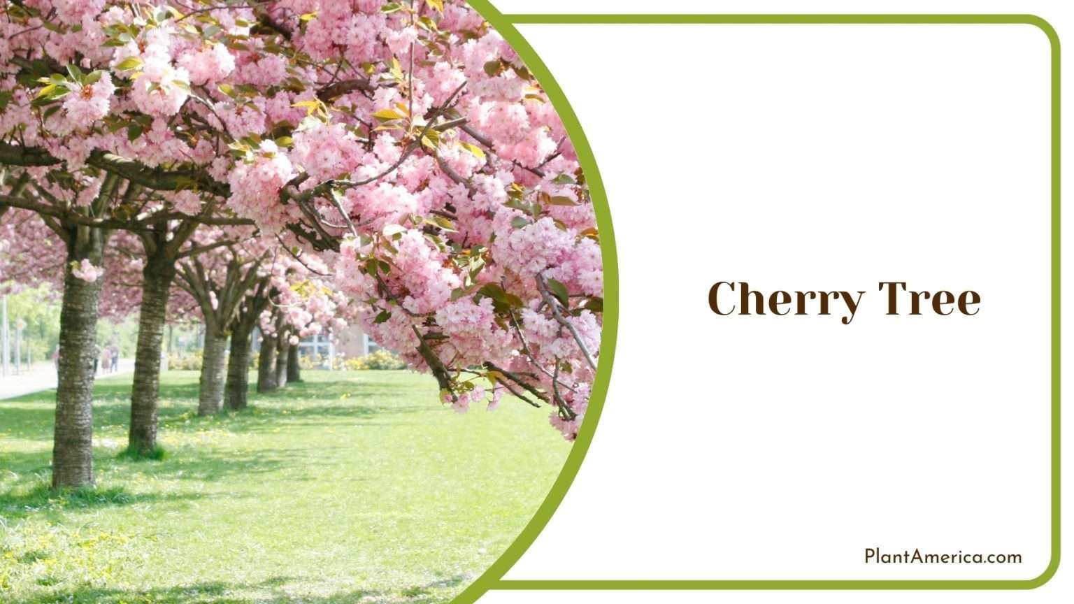 10 Purple Trees Virginia: Dashing Ones To Plant - Plant America