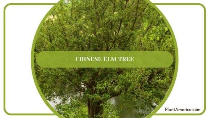 Elm Tree Identification: Specific Leaves, Seeds, and Bark - Plant America