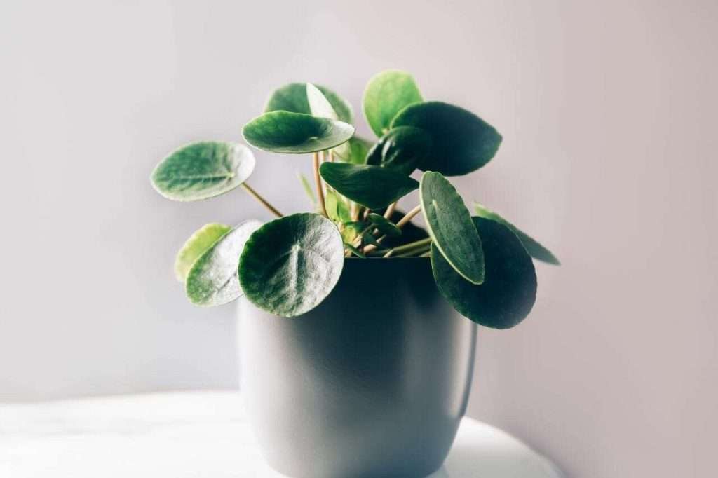 18 Plants To Put On Top Of Refrigerator: Choose Your Favorite - Plant ...