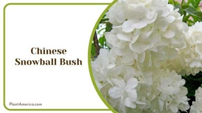 14 Flowers That Look Like Hydrangea for Enhancing Garden Beauty - Plant ...