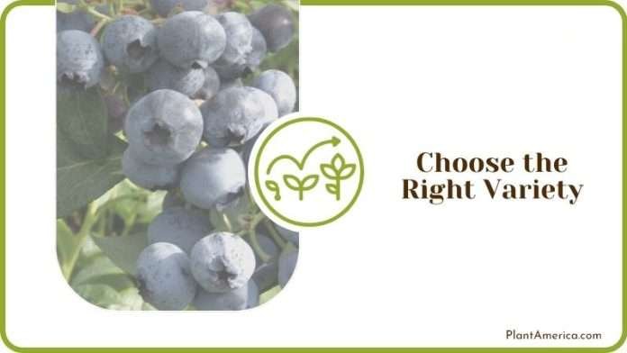 How to Grow Blueberries Indoors: A List of Easy Steps - Plant America