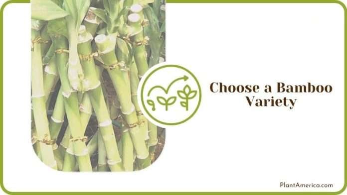 Growing Bamboo Indoors: How To Properly Nurture Them - Plant America