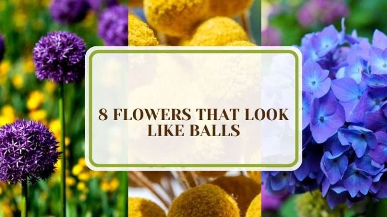 8 Flowers That Look Like Balls: List of Circular Blooms - Plant America