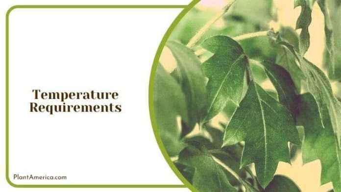 Cissus Discolor: Comprehensive Care Tips for Growing This Exotic Plant ...