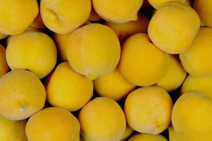 40 Types of Peaches That You Should Know: Easily Identify Each Kind ...