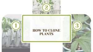 How To Clone Plants: The Five Easy Steps to Follow - Plant America