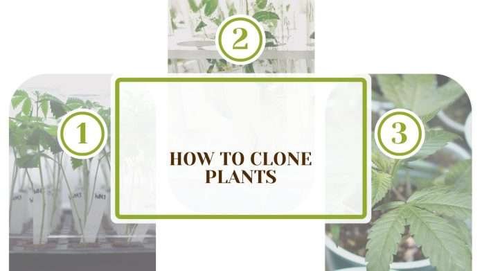 How To Clone Plants: The Five Easy Steps to Follow - Plant America