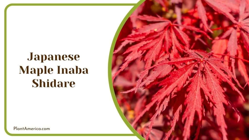14 Most Stunning Shrubs With Red Leaves All Year - Plant America
