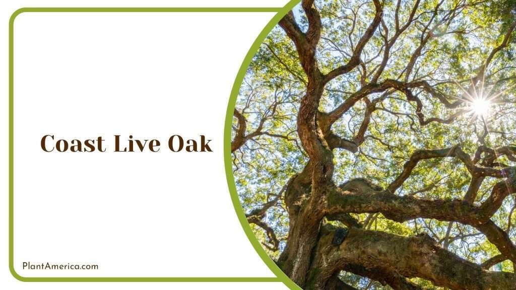 16 California Oak Trees That Thrive in Most Climates - Plant America