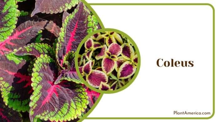 6 Plants with Square Stems: Best Herbs to Plant - Plant America