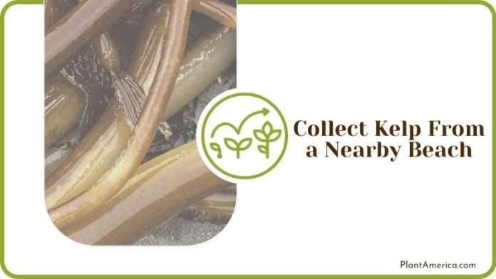 Kelp for Plants: 3 Ways To Use This Versatile Product - Plant America