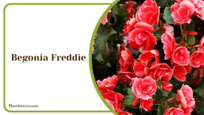 9 Plants With Red Under Leaves You Can Grow With Ease - Plant America