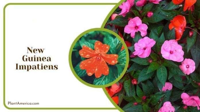 10 Plants That Start With N: Complete List with Details - Plant America