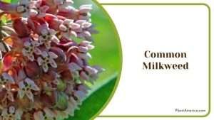 15 Oklahoma Native Plants: Ones To Grow in Your Backyard - Plant America