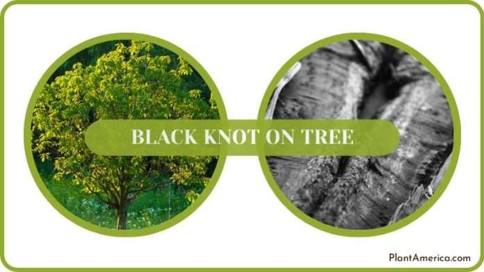 Black Knot on Trees? Expert Advice and Helpful Remedies - Plant America
