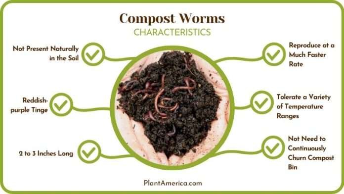 Compost Worms vs Earthworms: Which One Is Better For Your Pile - Plant ...