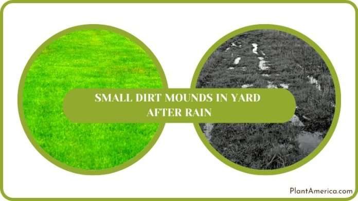 Small Dirt Mounds In Yard After Rain: Causes Plus Solutions - Plant America