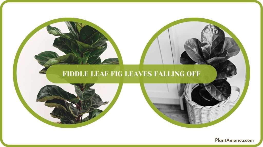 Fiddle Leaf Fig Leaves Falling Off: Common Causes and Treatment - Plant ...