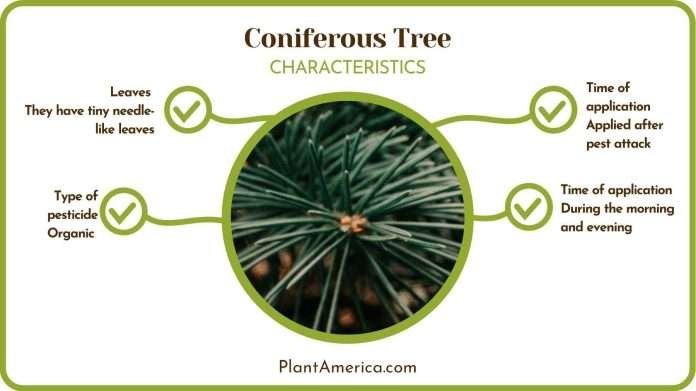 Deciduous Vs Coniferous Trees: Their Differences and More - Plant America