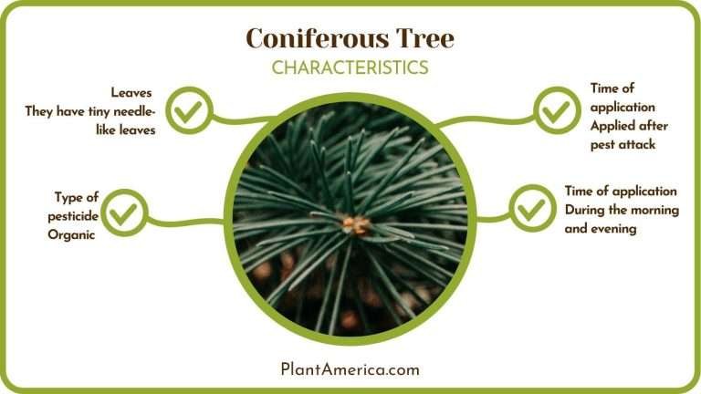 Deciduous Vs Coniferous Trees: Their Differences and More - Plant America