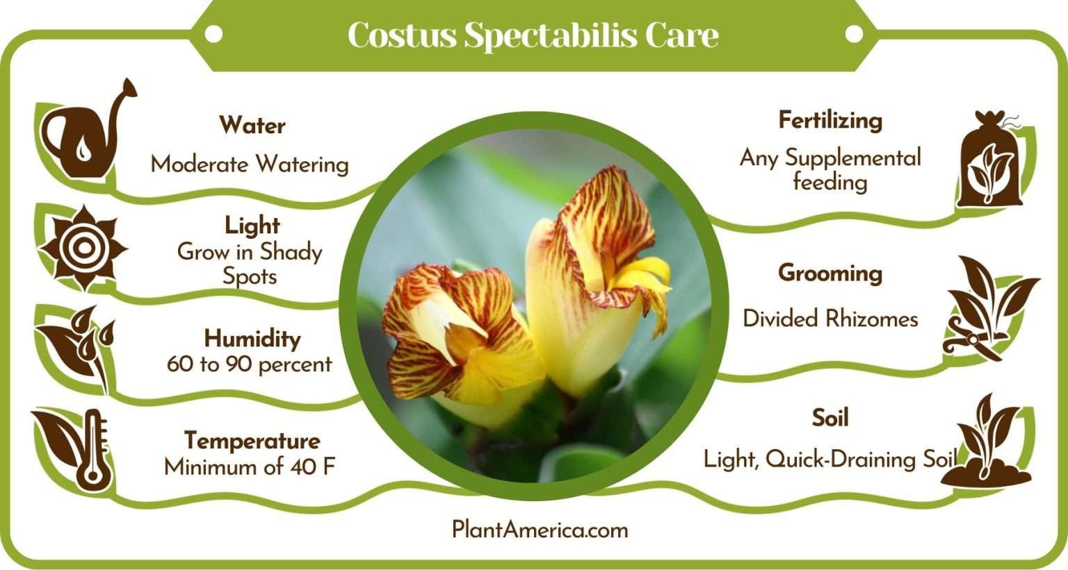 Costus Spectabilis: Celebrate Nigeria’s National Yellow Trumpet Flower ...