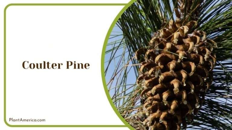 9 Types of Pine Trees in California: An Evergreen Landscape - Plant America