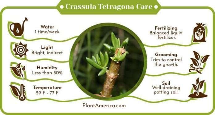 Crassula Tetragona: Caring for the Miniature Pine Tree - Plant America