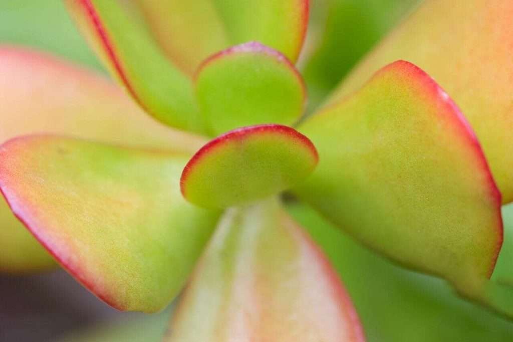 36 Variegated Plants: Stunning Varieties of Unique Leaf Variegations ...