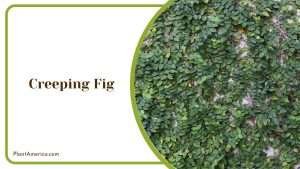 16 Florida Ground Cover Plants that Thrive in Sun and Shade - Plant America