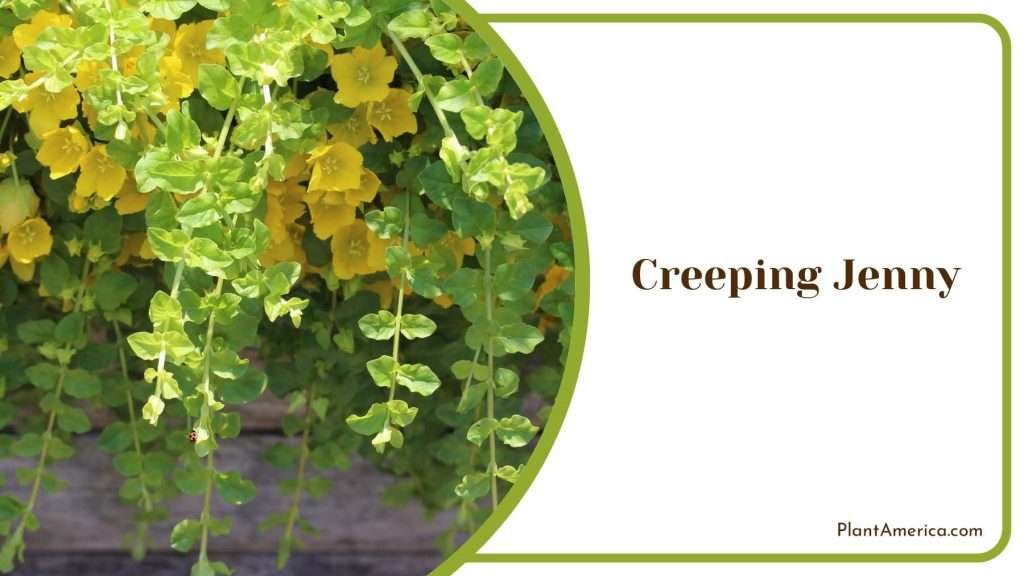 16 Florida Ground Cover Plants that Thrive in Sun and Shade - Plant America