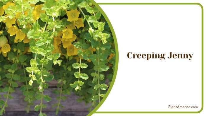 16 Florida Ground Cover Plants that Thrive in Sun and Shade - Plant America